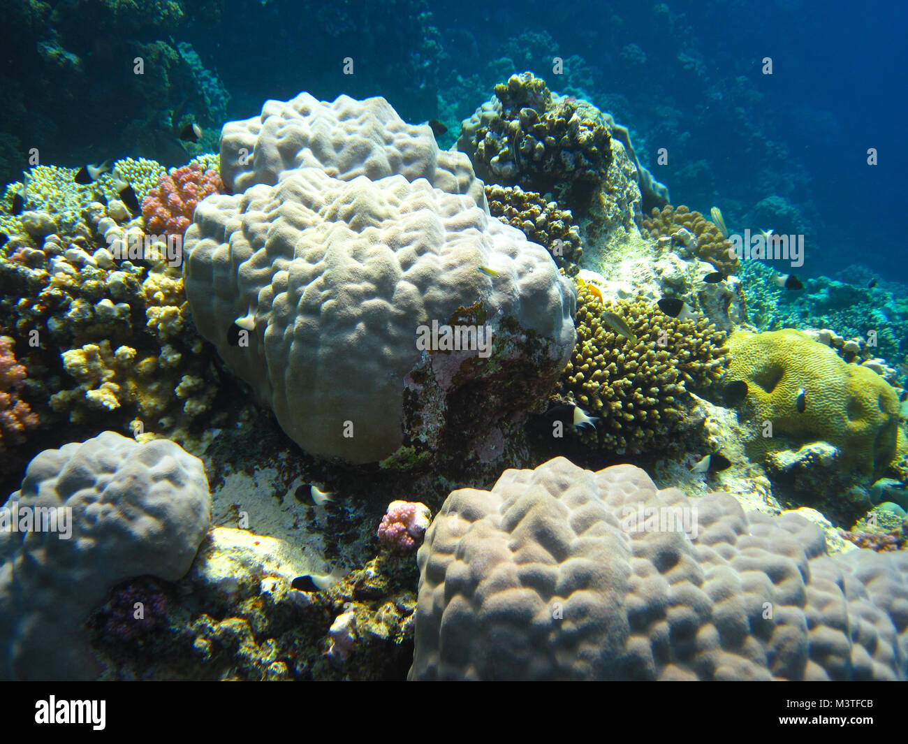 huge round coral ground on the Red Sea in Egypt Stock Photo - Alamy