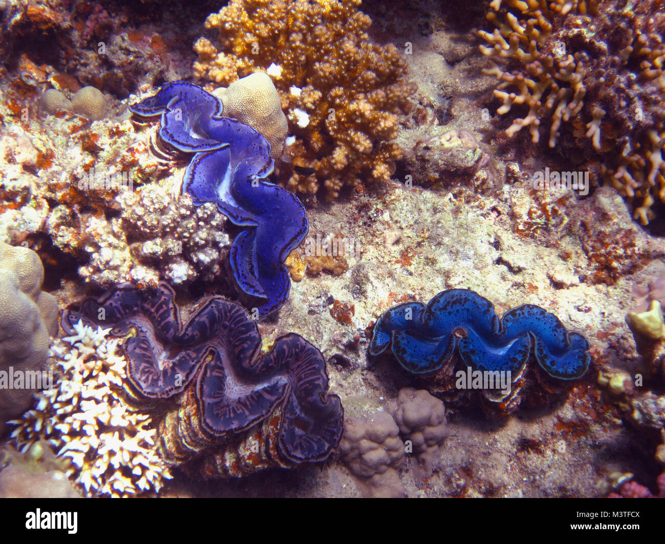 three blue mussel on the seabed in the red sea Stock Photo - Alamy