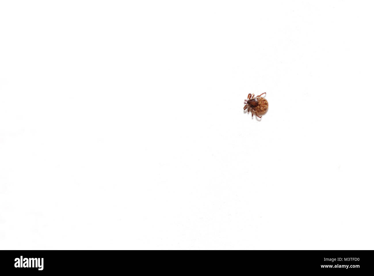 small tick in the forest and garden on white background Stock Photo - Alamy