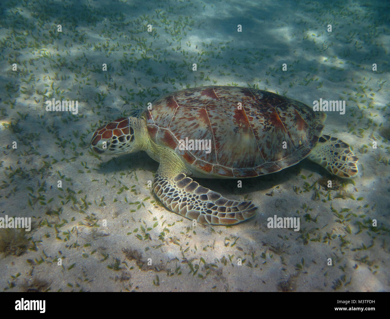 small sea turtle eat grass at the bottom of the sea Stock Photo - Alamy
