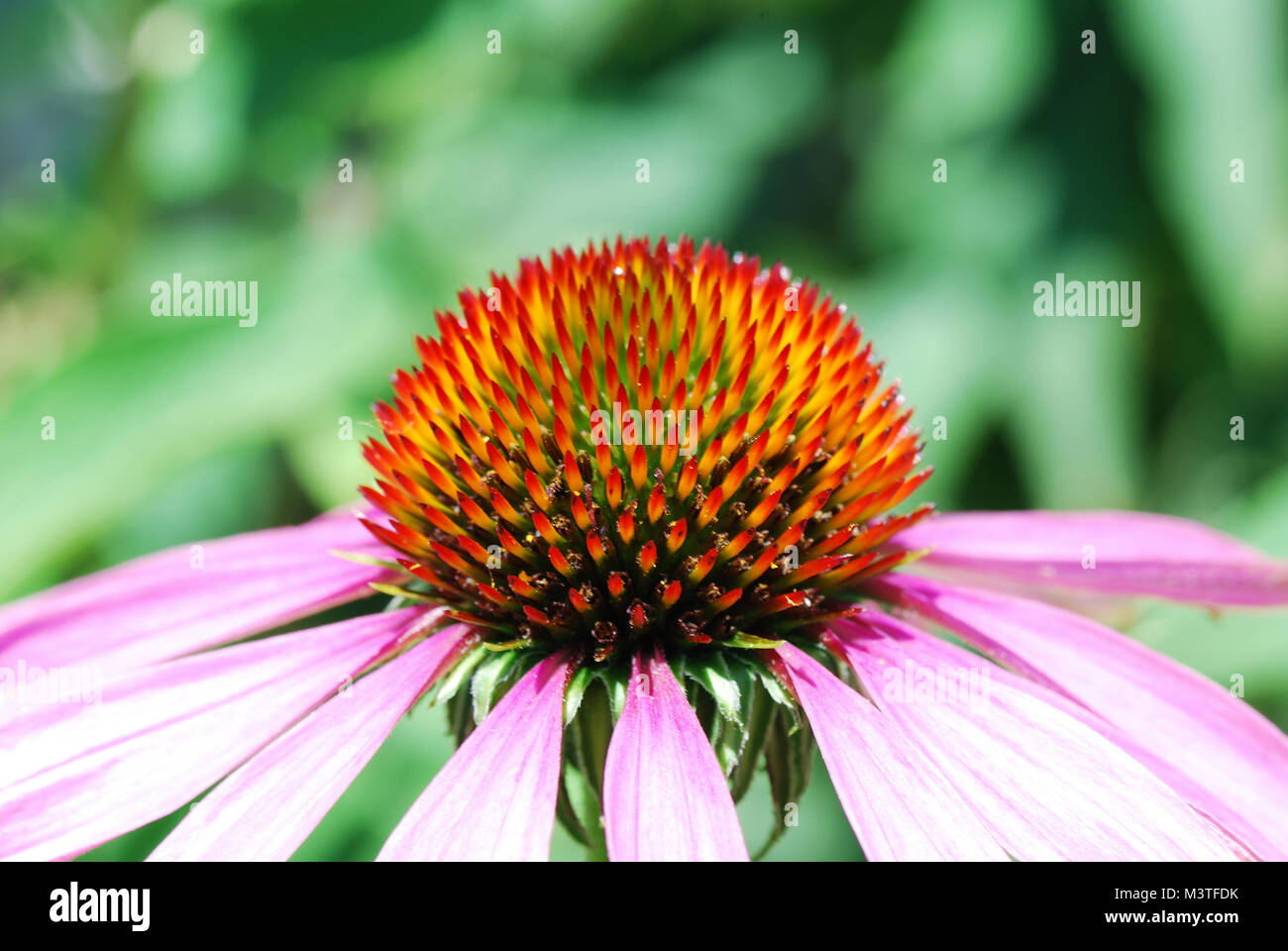 fresh spiny flower bloom from the garden in summer Stock Photo - Alamy
