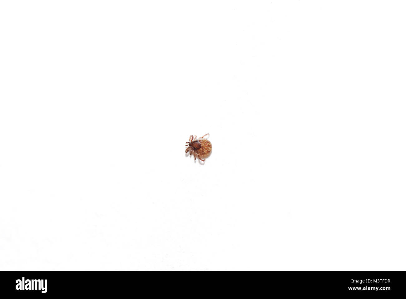 small tick in the middle of white background Stock Photo - Alamy