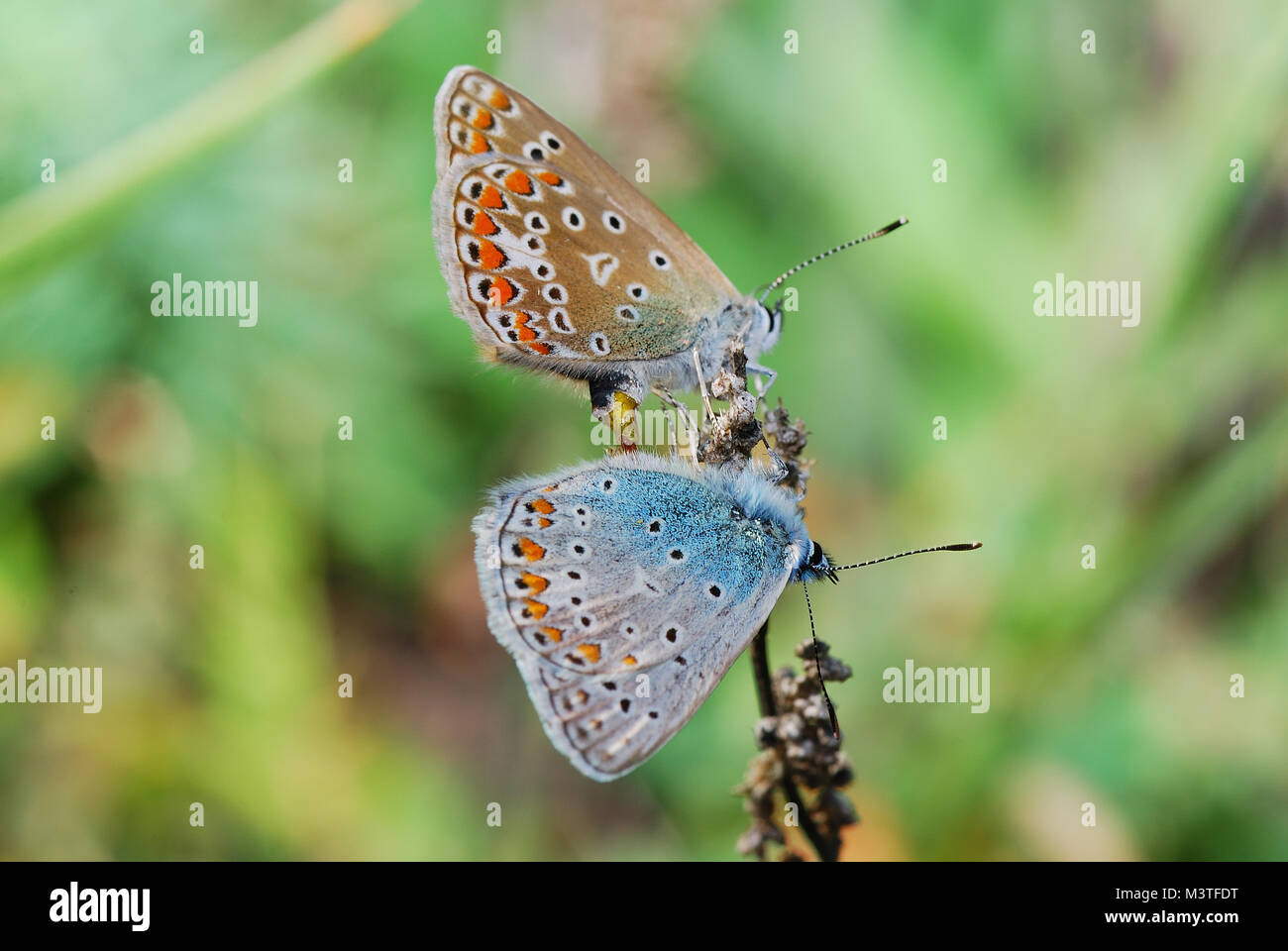 Two blue butterflies hi-res stock photography and images - Alamy