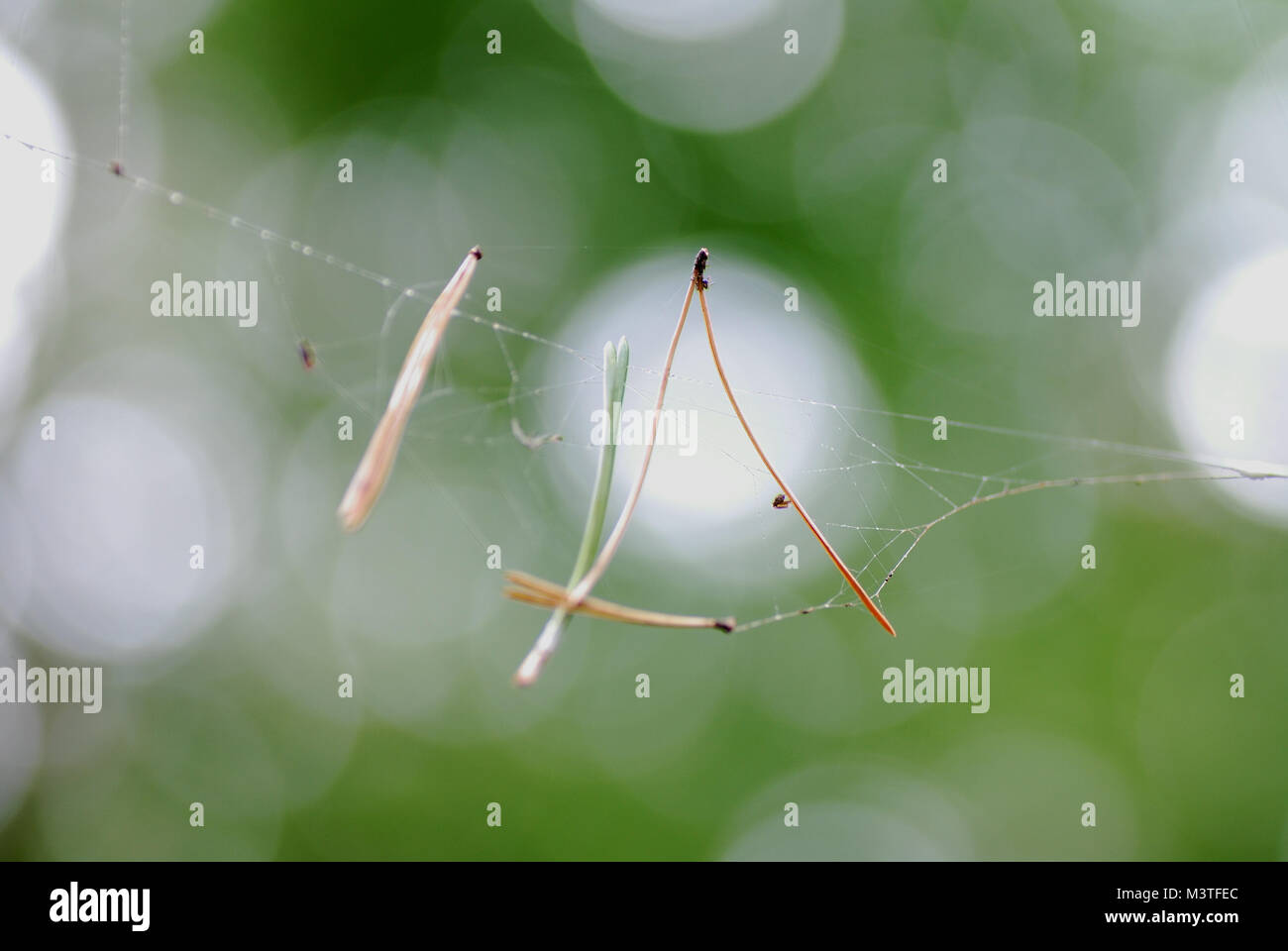 spider's web entangled in the forest with tree needles and summer Stock ...