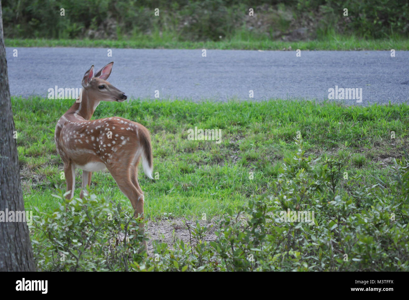 Whitetail Baby Deer Fawn by a Rural Road Stock Photo - Alamy