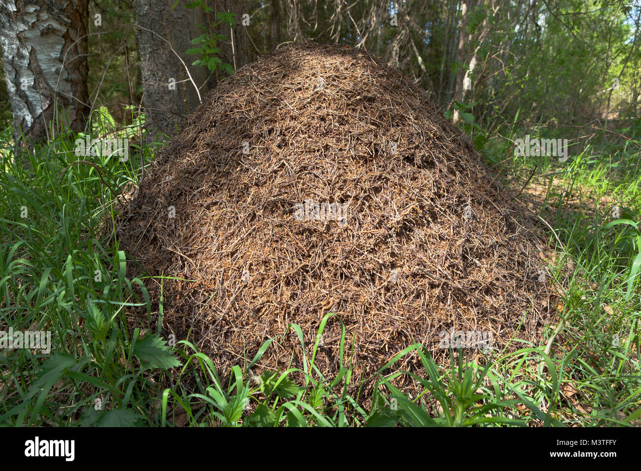 Ant hill under a tree in a forest in central Russia Stock Photo - Alamy