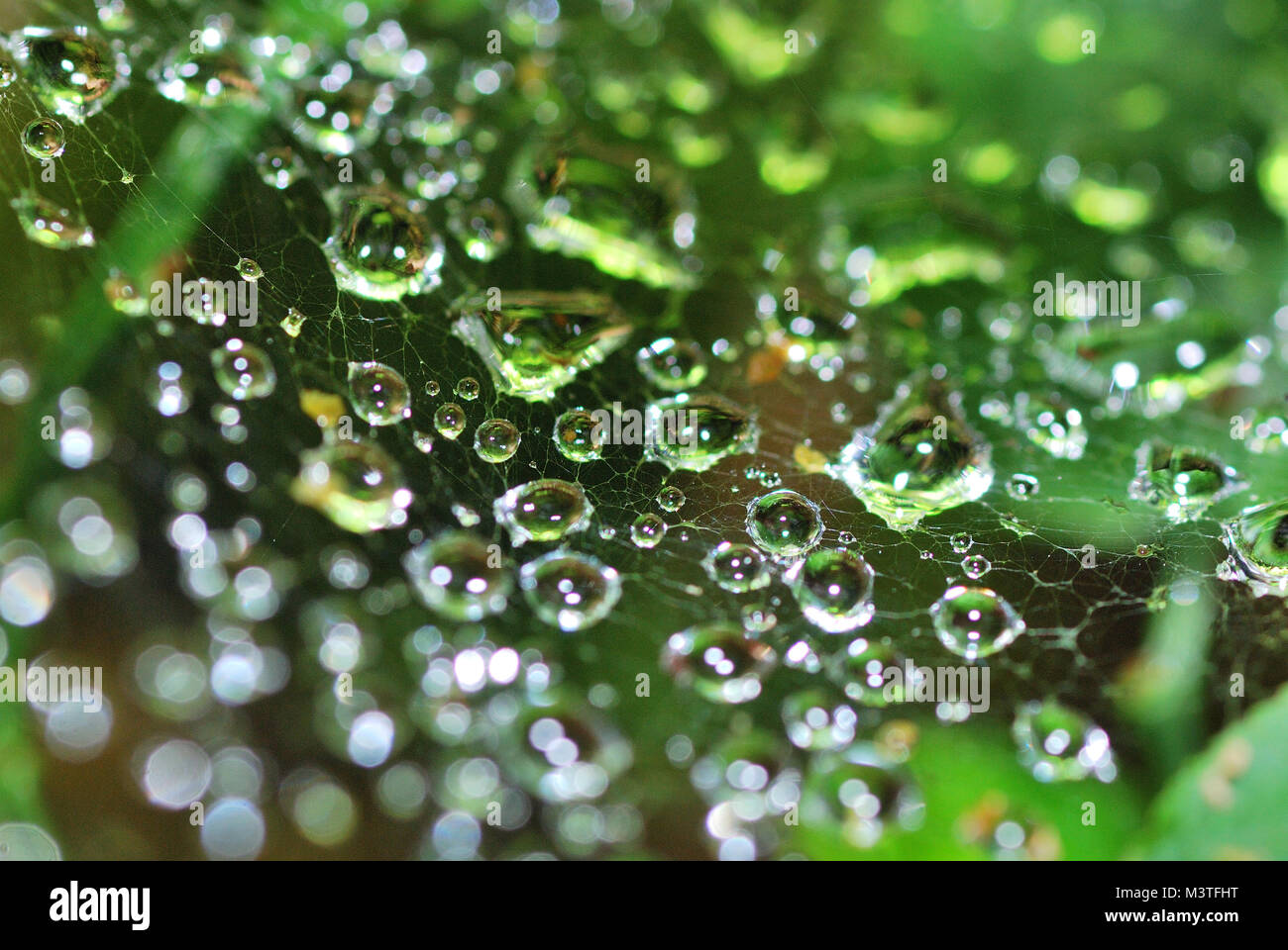 small water droplets in the cobweb great view large receptive Stock ...