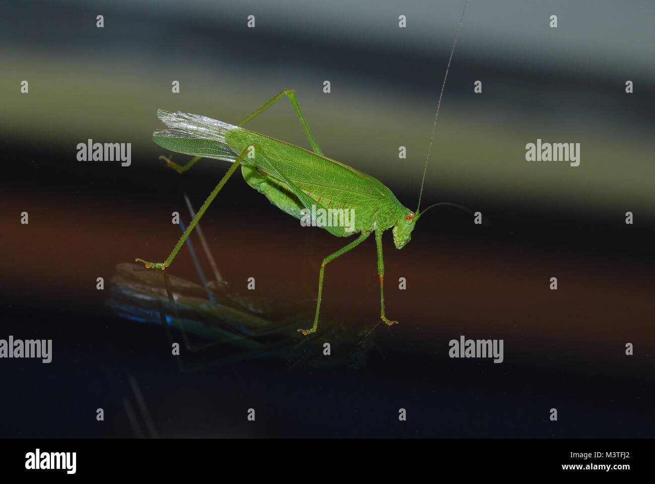 Grasshopper window hi-res stock photography and images - Alamy