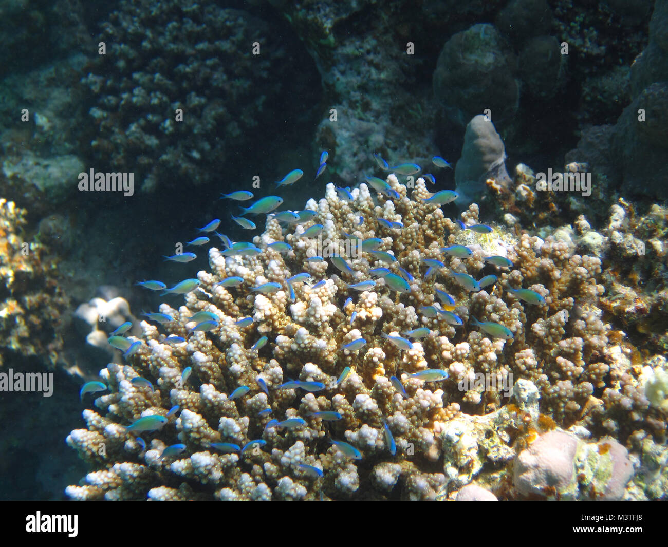 tiny little blue fish in a coral in the Red Sea Egypt Stock Photo - Alamy