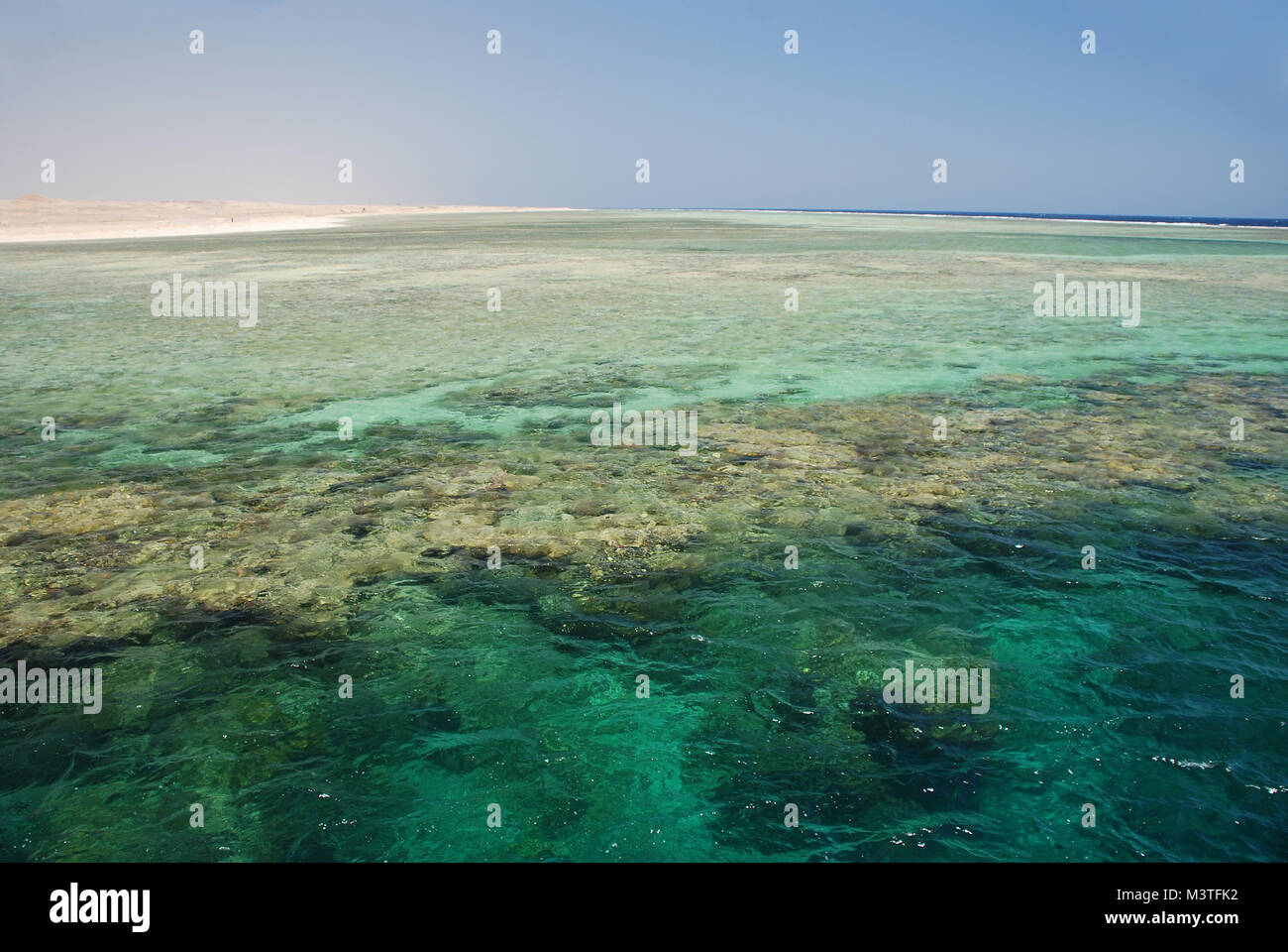 beautiful species rich coral reef in the sea at low tide in egypt Stock ...