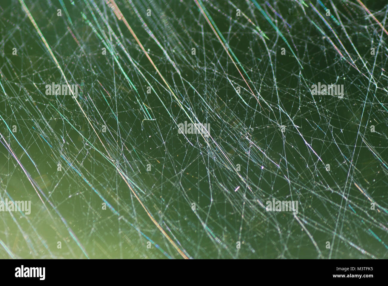 dense spider web in the forest and nature in the summer Stock Photo - Alamy