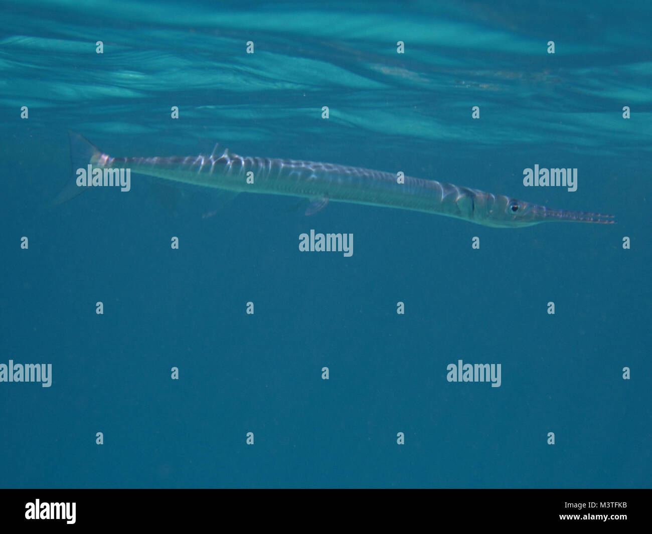 small thin fish in the blue sea water in egypt Stock Photo - Alamy