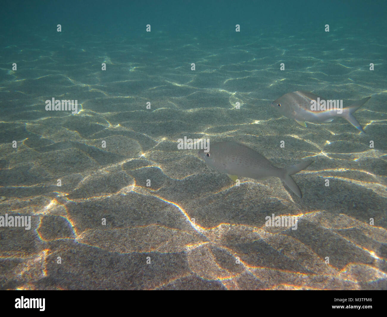 Small silver fish hi-res stock photography and images - Alamy