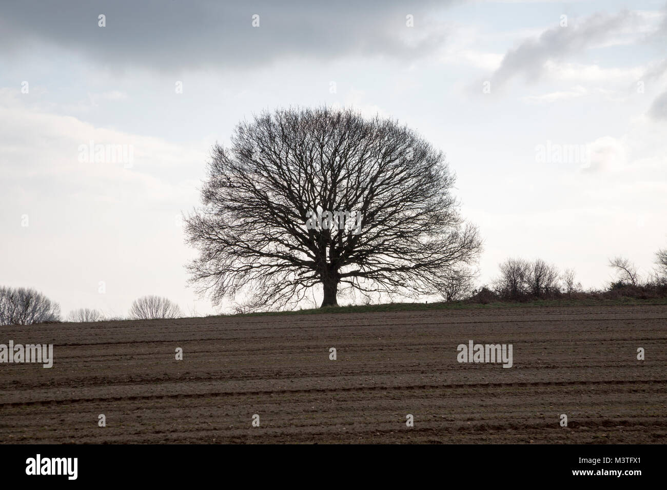 Single leafless oak tree standing in field winter wide spreading ...