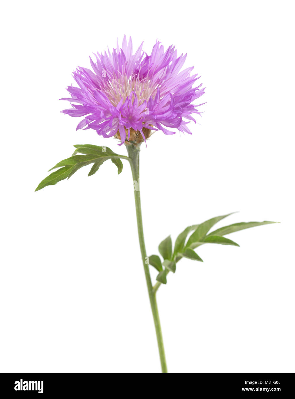 Light lilac flower isolated on white background. Persian Cornflower ...