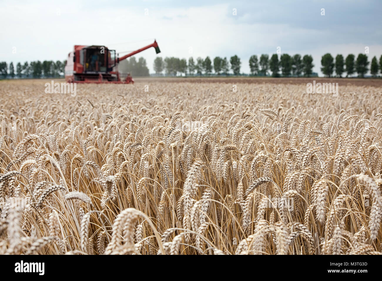 Threshing wheat straw hi-res stock photography and images - Alamy