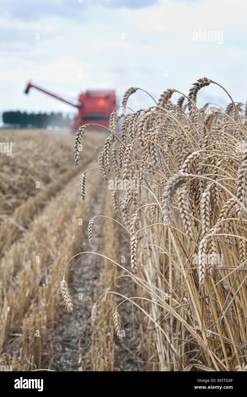 Close up combine harvesting wheat hi-res stock photography and images ...