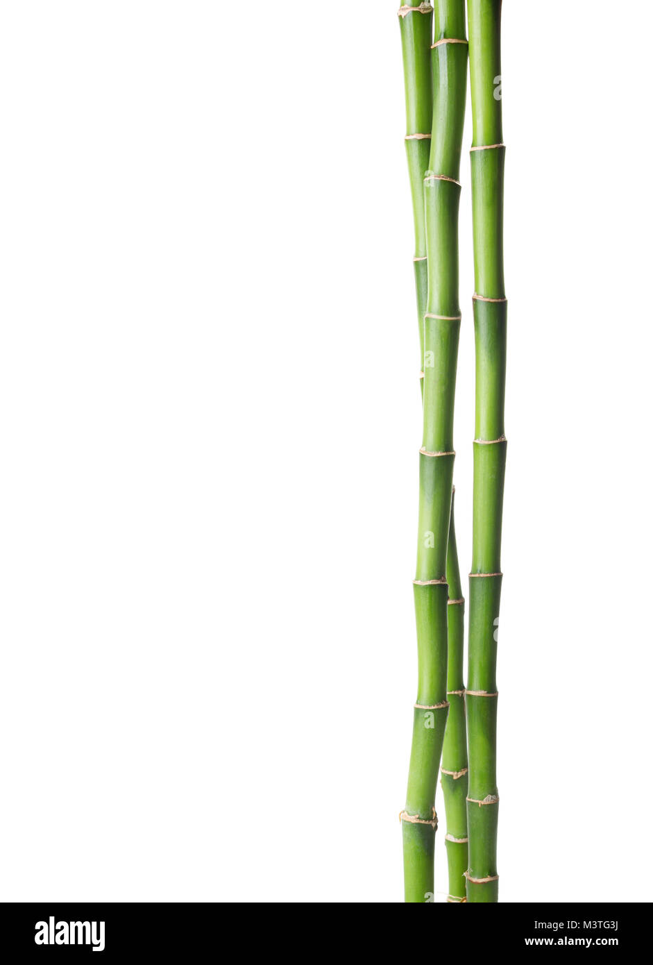 Bamboo isolated on white background Stock Photo - Alamy