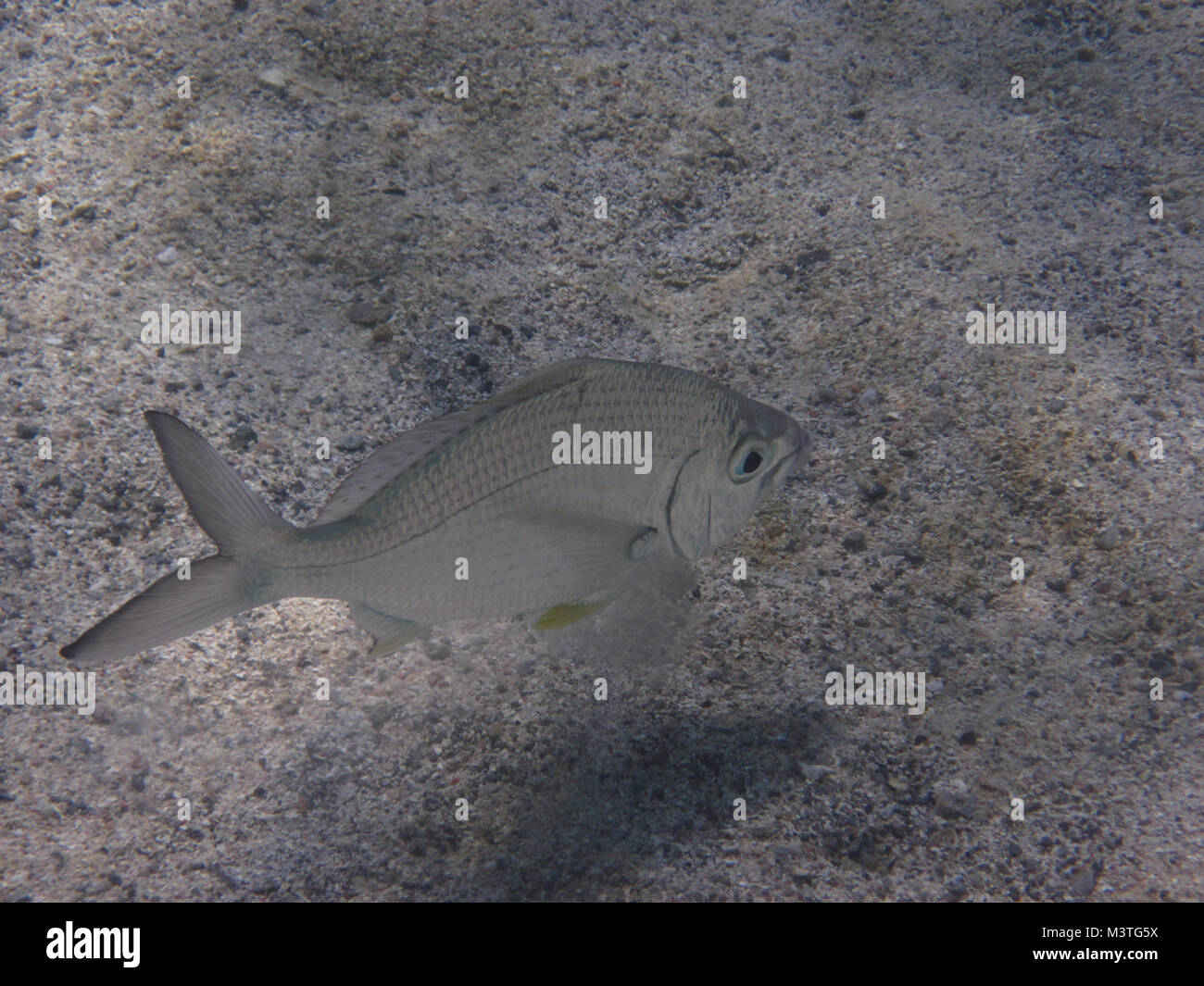 small silver fish on the ground of the red sea in egypt Stock Photo - Alamy