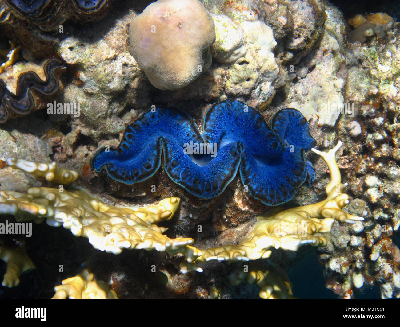 big beautiful colorful blue shell in the sea egypt Stock Photo - Alamy