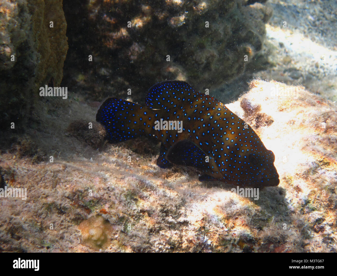 colorful blue dot fish in the red sea between coral reef Stock Photo ...
