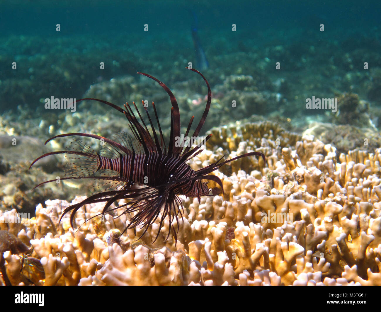 big red fire fish in the red sea egypt Stock Photo - Alamy