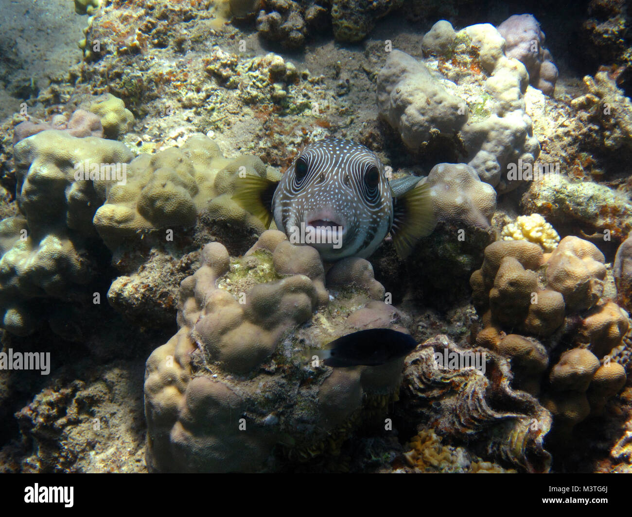 little fish with big eyes looking at camera Stock Photo - Alamy