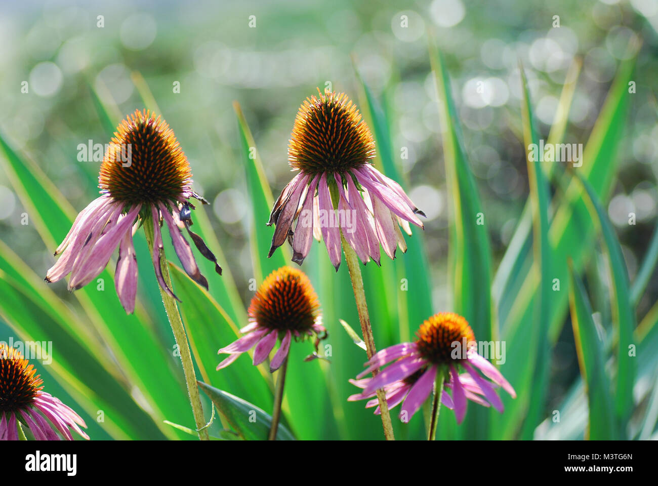 beautiful colorful spiky flower in summer and garden Stock Photo - Alamy