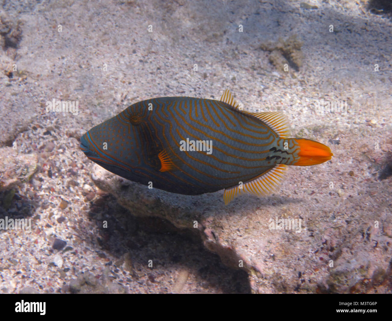 multicolored striped orange fish on the sea floor in the red sea Stock ...
