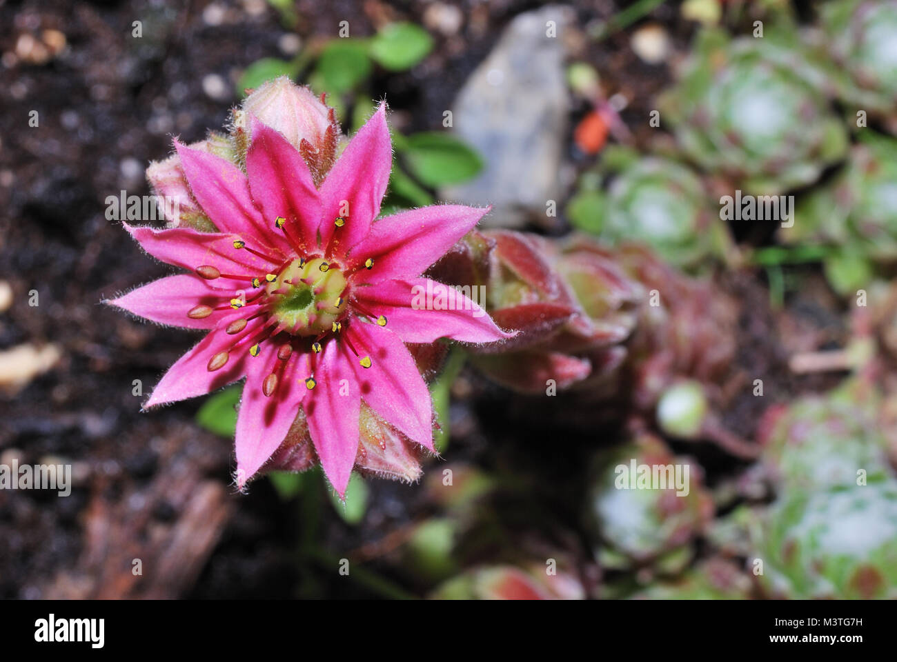 beautiful little pink flower in the garden and spring Stock Photo - Alamy