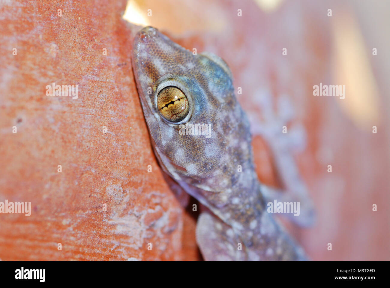 Gecko in egypt hi-res stock photography and images - Alamy