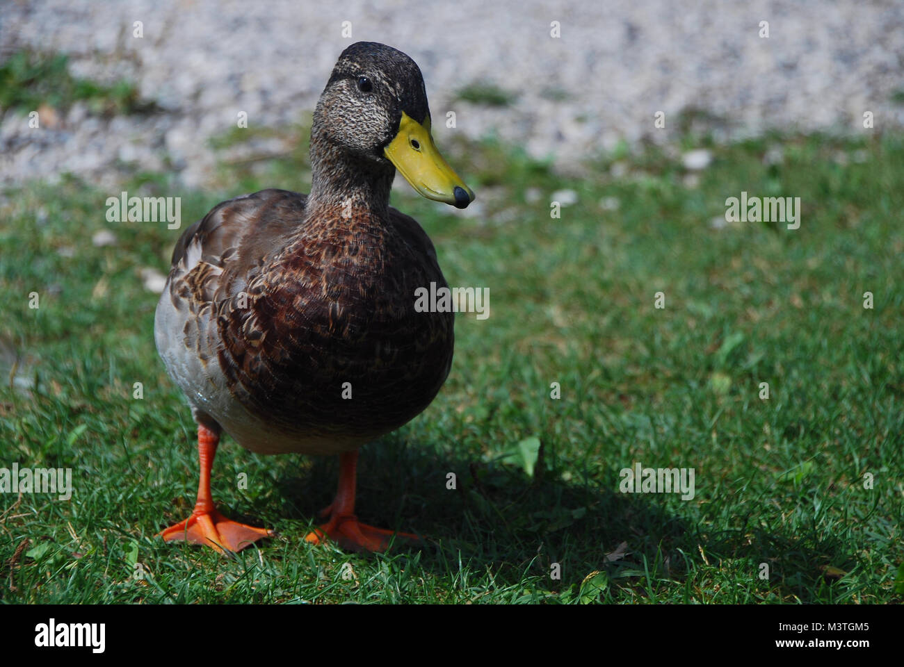 Dear Lake High Resolution Stock Photography and Images - Alamy