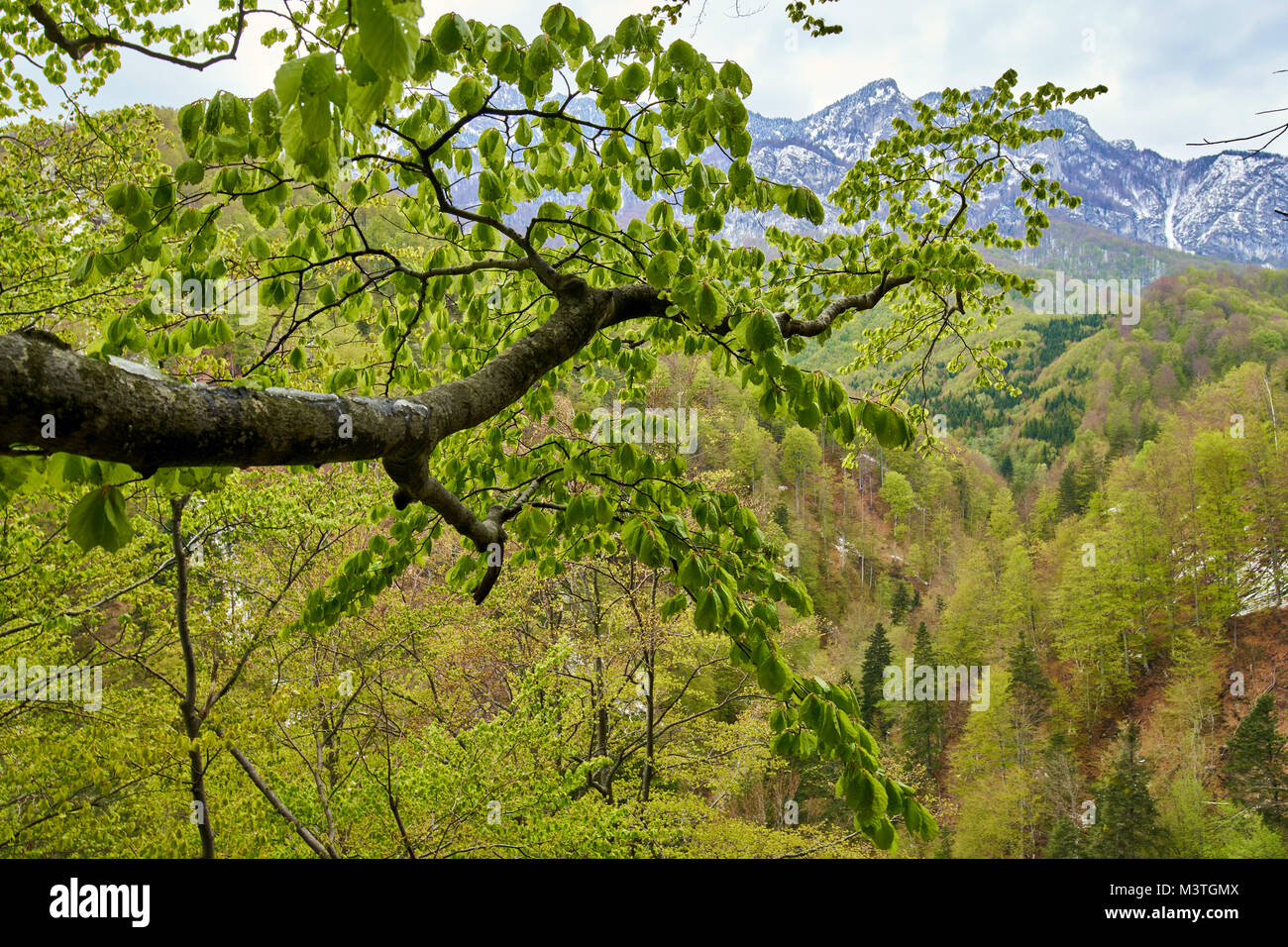 Springtime landscape with mountain peaks seen through beech branches ...