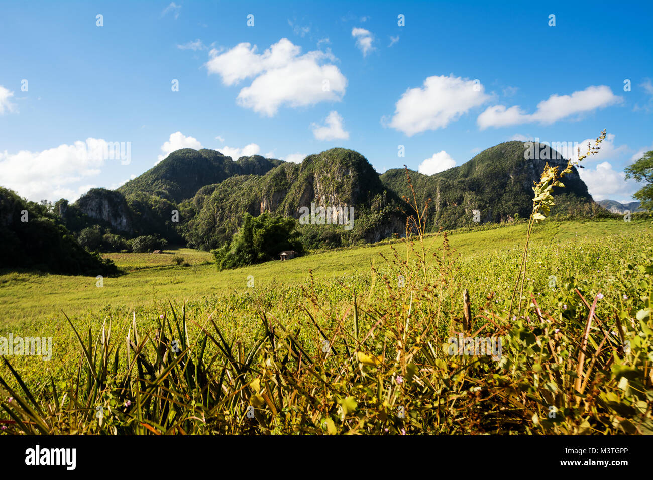 Panorama of the Vinales Valley with the Mogotes Stock Photo - Alamy