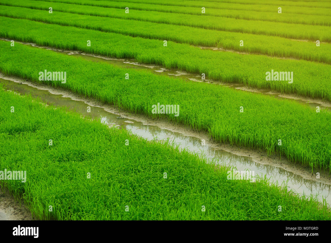 green field Agriculture landscape, plant farm Stock Photo - Alamy