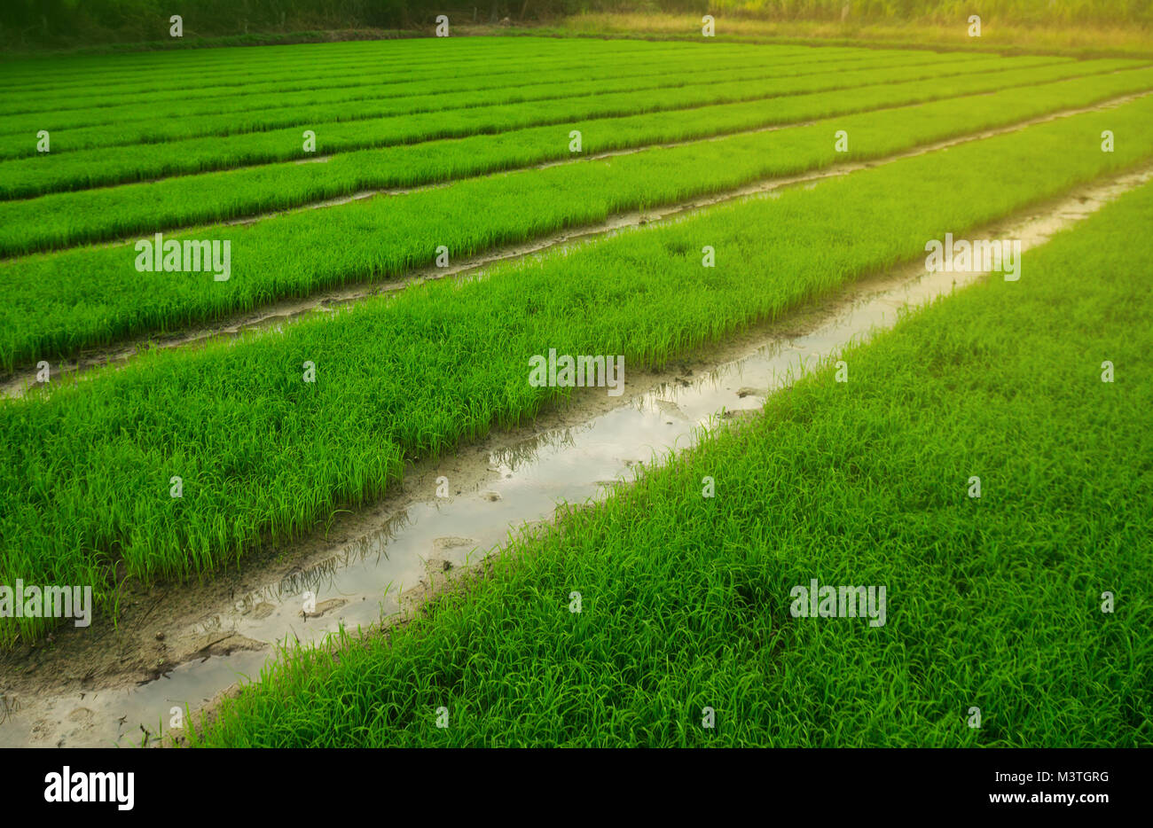 green field Agriculture landscape, plant farm Stock Photo - Alamy