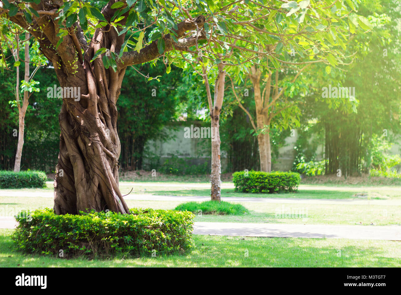 forest trees, nature green leaf sunlight background, relax and fresh ...