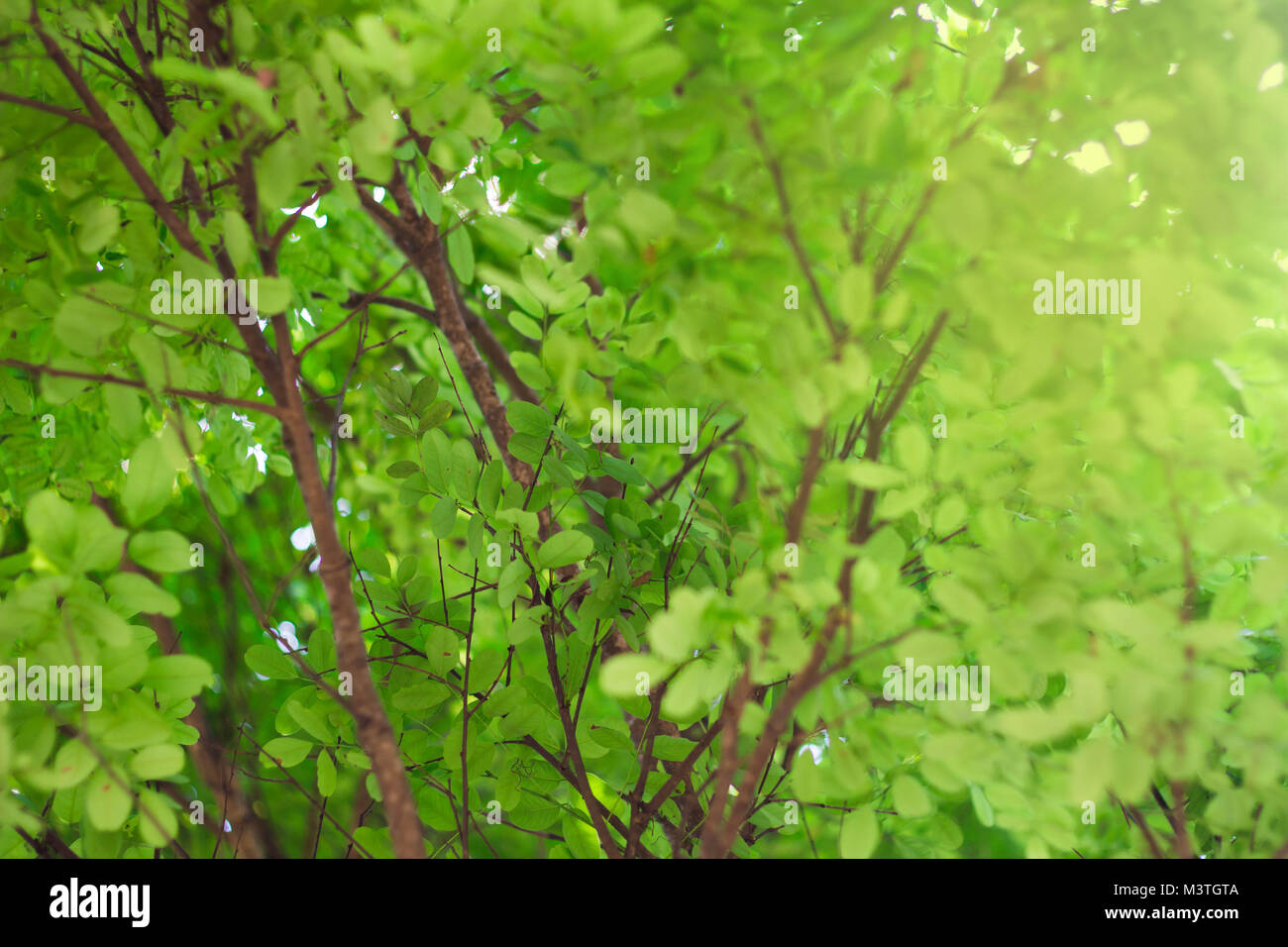 forest trees, nature green leaf sunlight background, relax and fresh ...