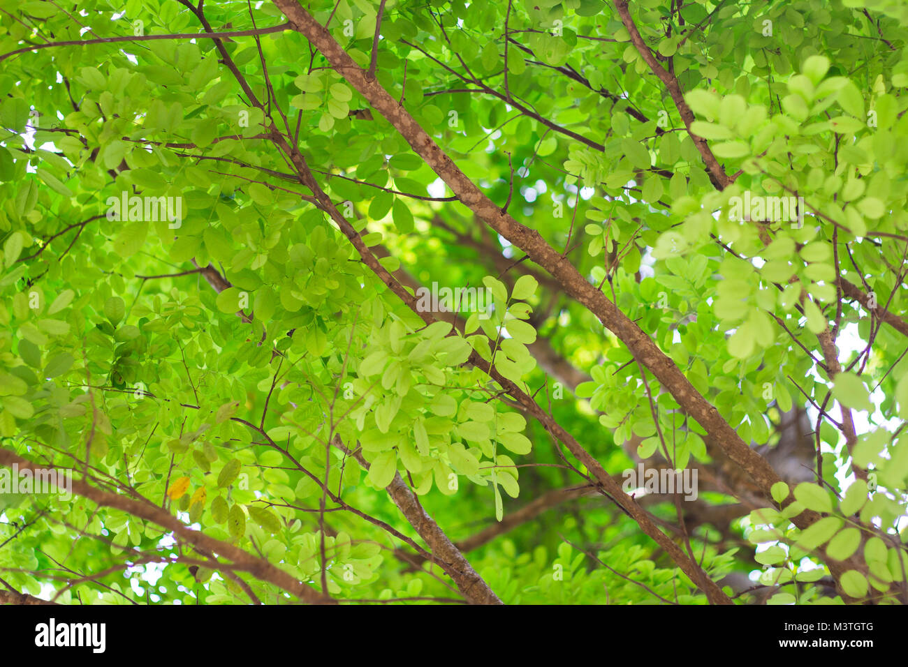 Fresh background background environment garden hi-res stock photography ...