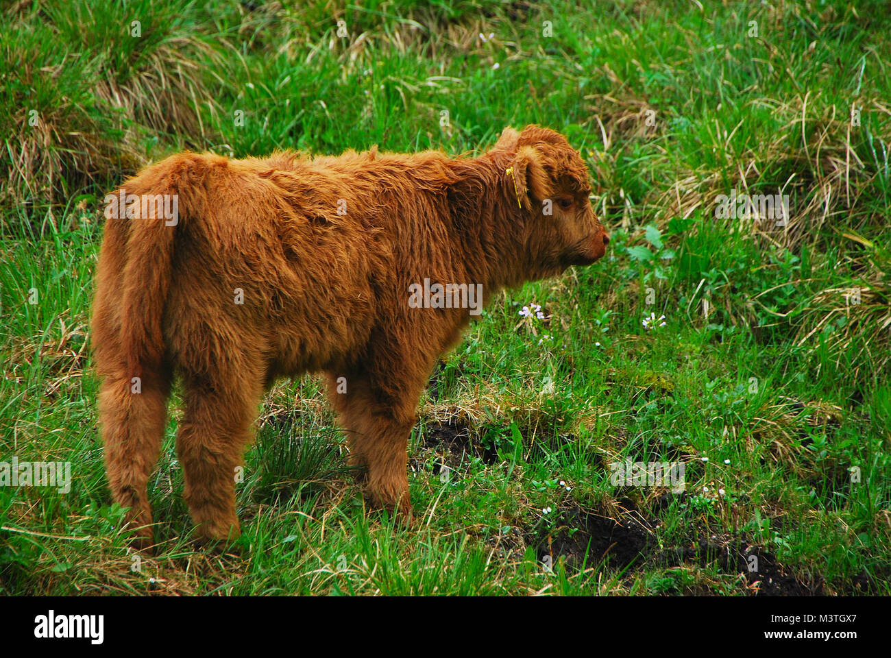Baby highland cow hi-res stock photography and images - Alamy