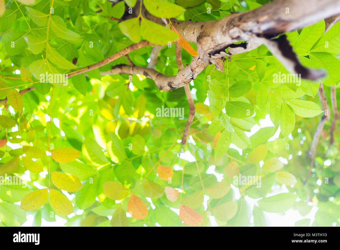 forest trees, nature green leaf sunlight background, relax and fresh ...
