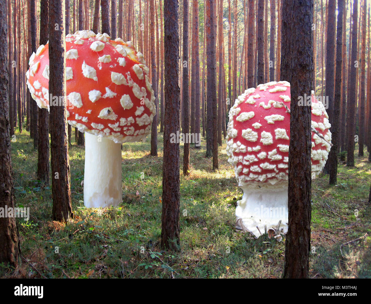 giant mushrooms flying between the trees in the forest photo montage ...