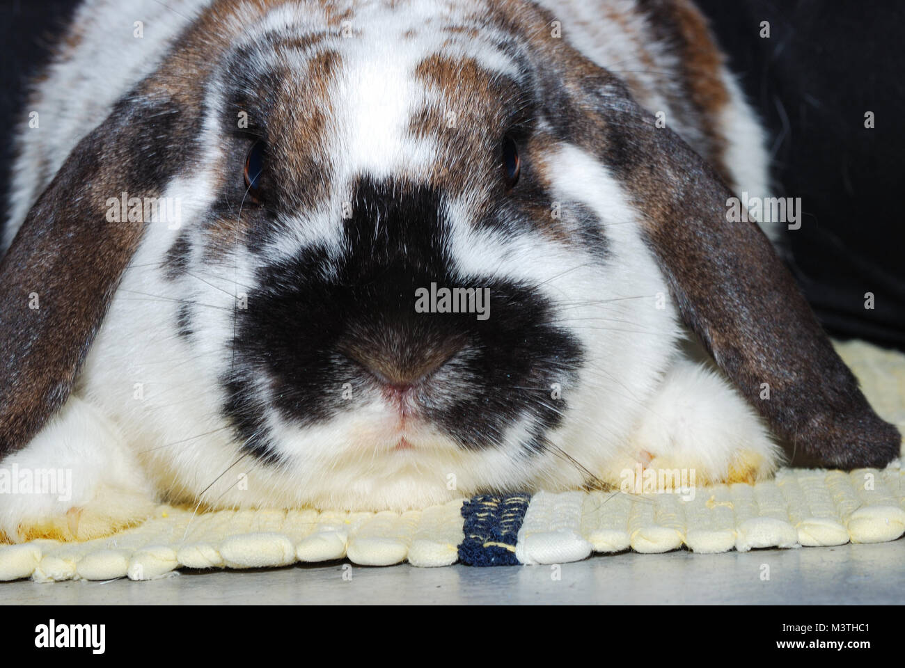 Black Spots Rabbit High Resolution Stock Photography and Images - Alamy