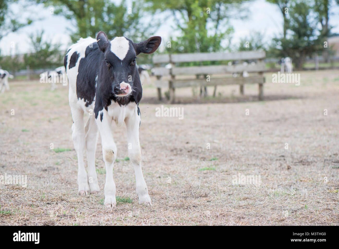 Playful expressions of curiosity hi-res stock photography and images ...