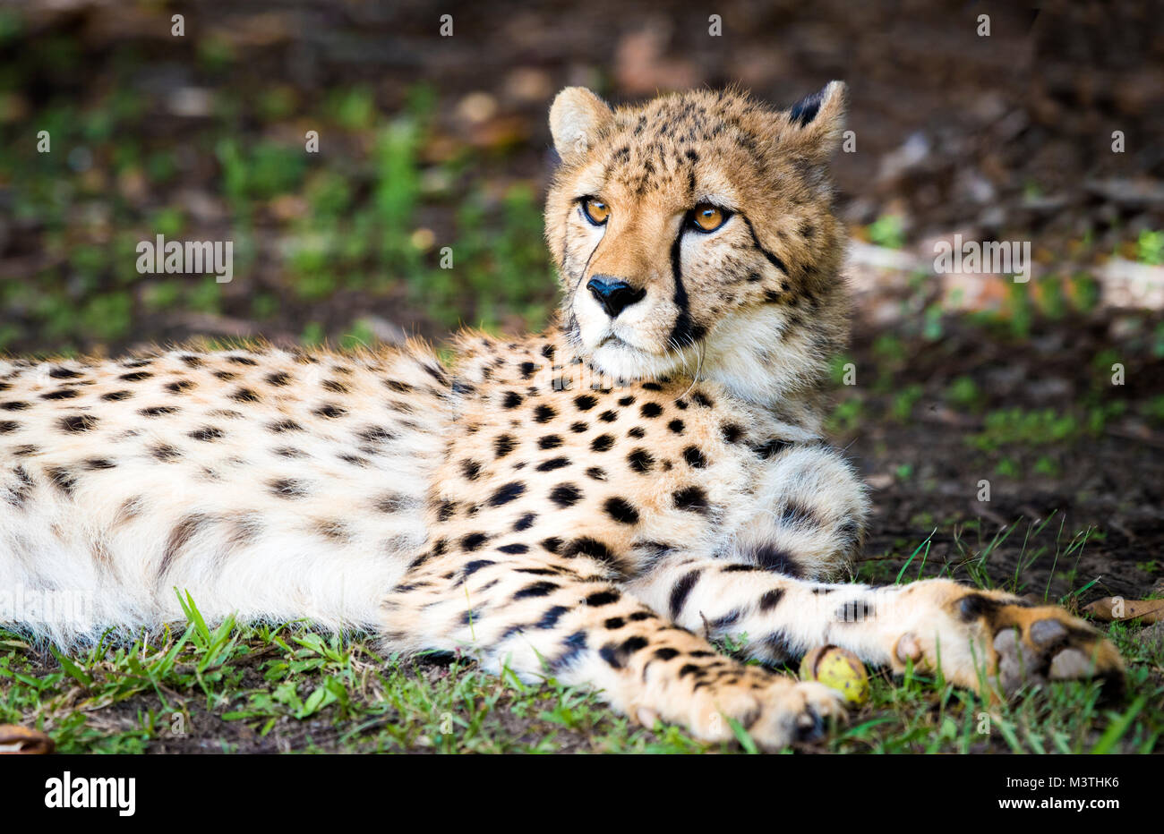Cheetah resting in the shade Stock Photo - Alamy