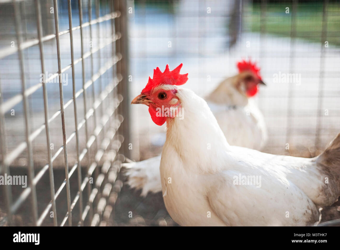 Chicken in cage Stock Photo - Alamy