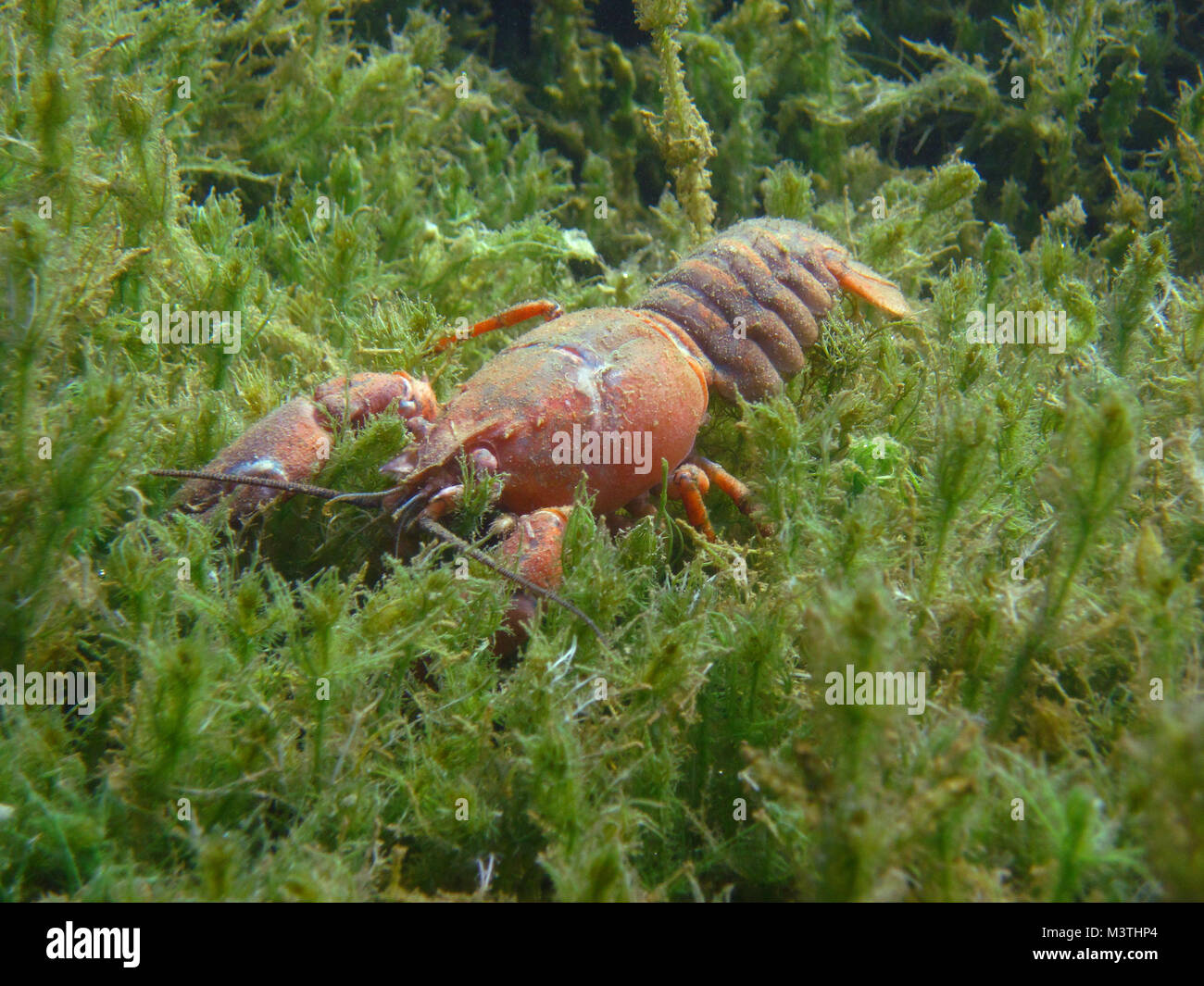 big red crayfish in the seagrass in the summer at the lake Stock Photo ...