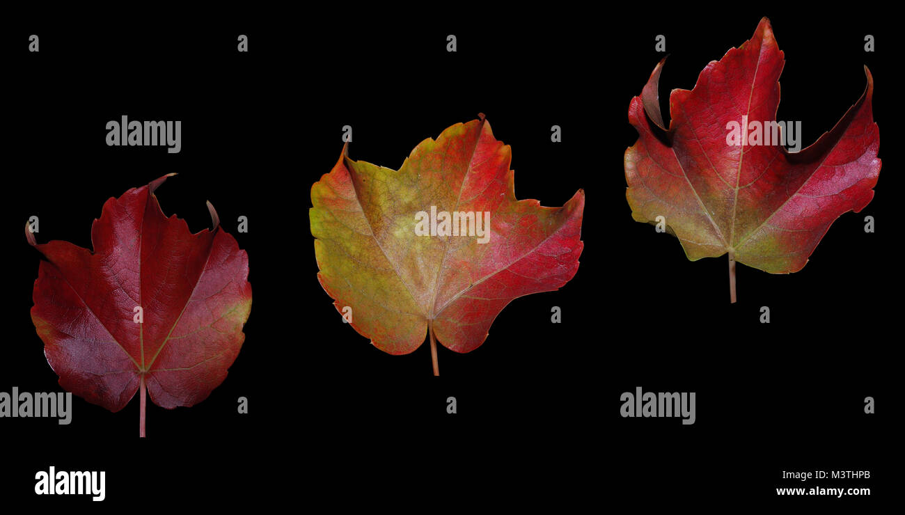 Three golden leaves black hi-res stock photography and images - Alamy