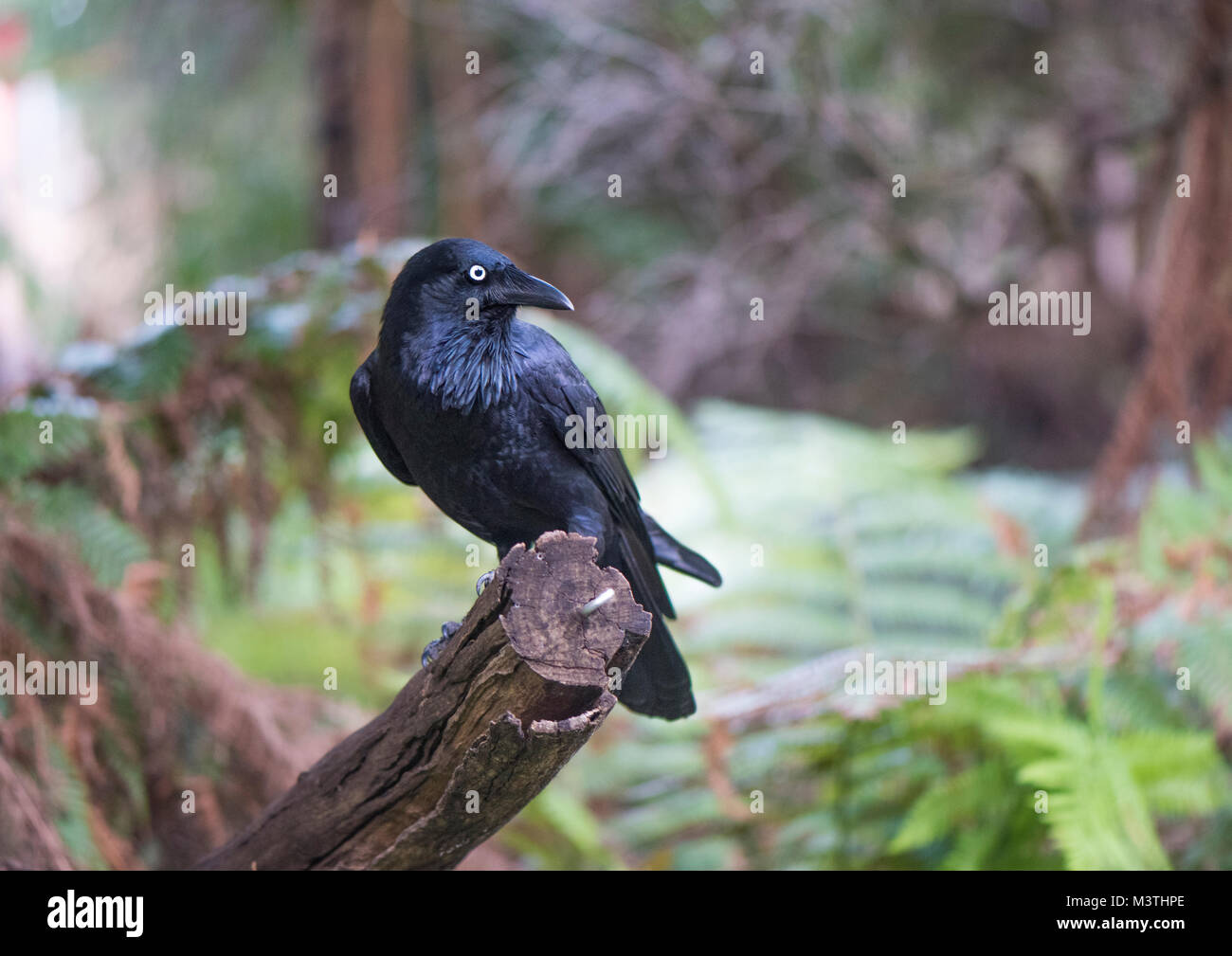 Crow looking away from camera Stock Photo - Alamy