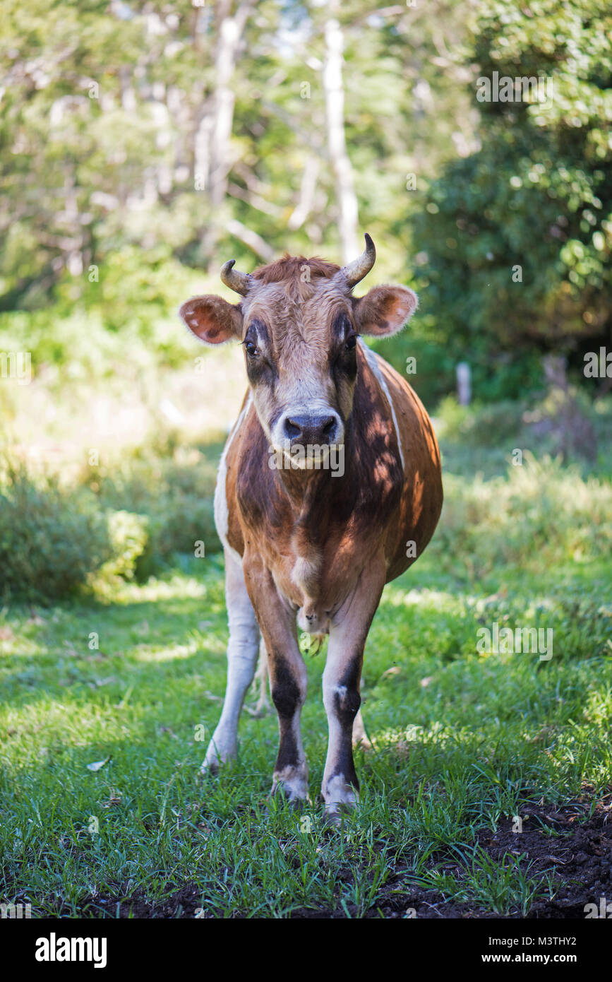 Curious horned young cow checking out camera Stock Photo - Alamy